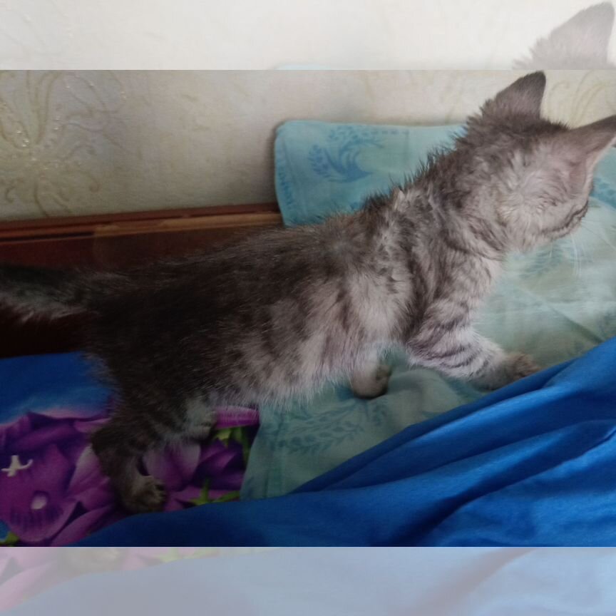 Котёнок в добрые руки