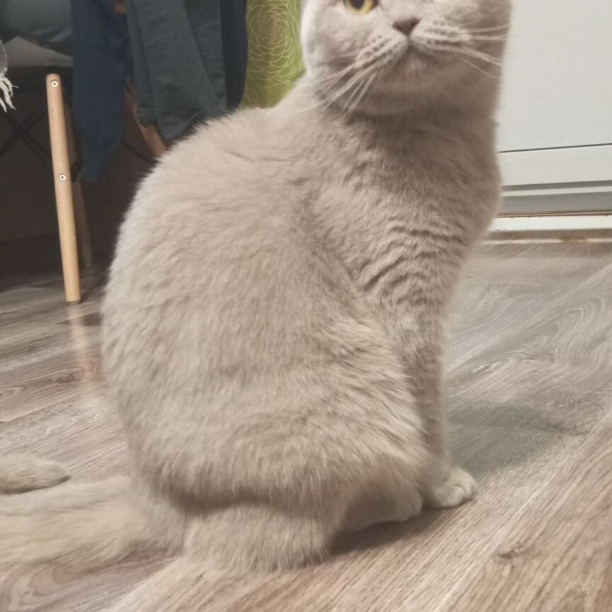 Британская короткошерстная лиловая