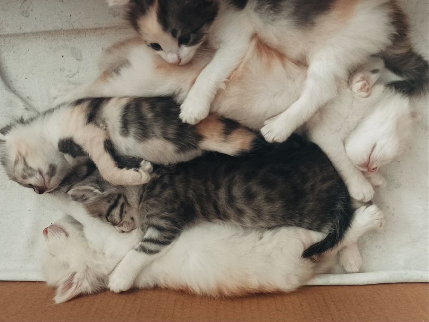 Отдам в добрые руки замурчательных котят