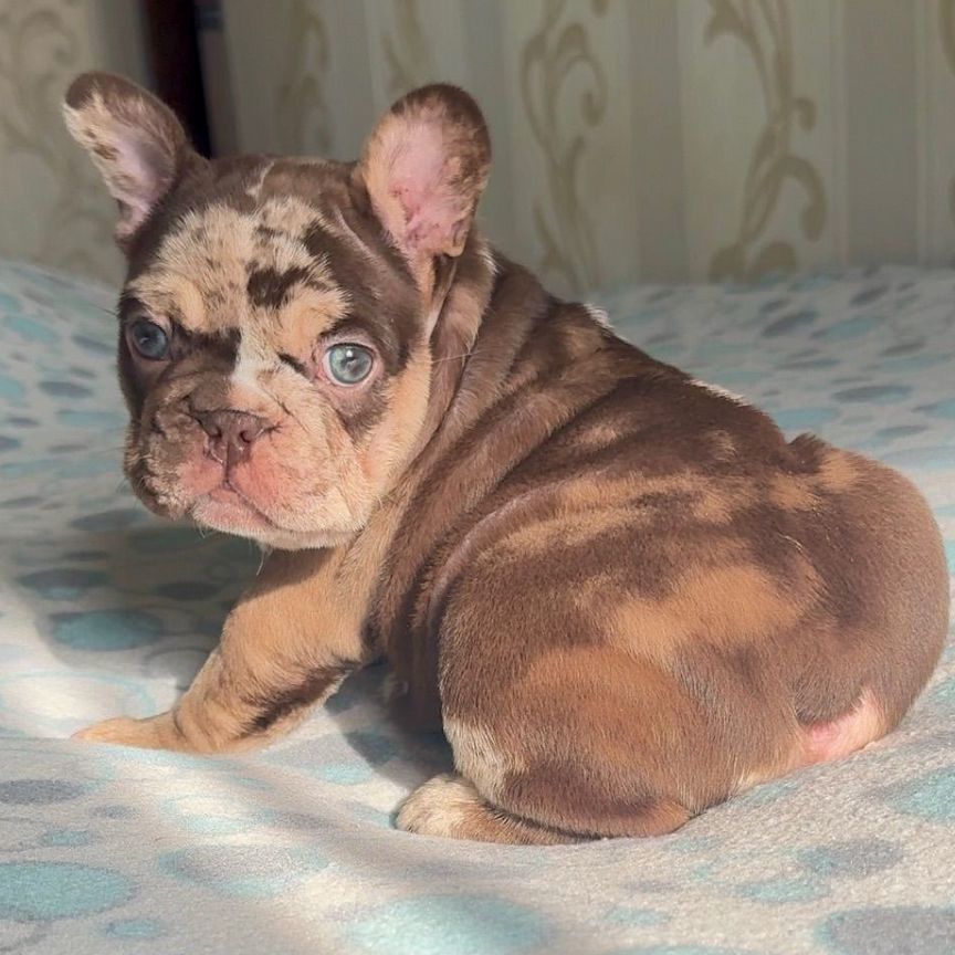 Французский бульдог, щенок