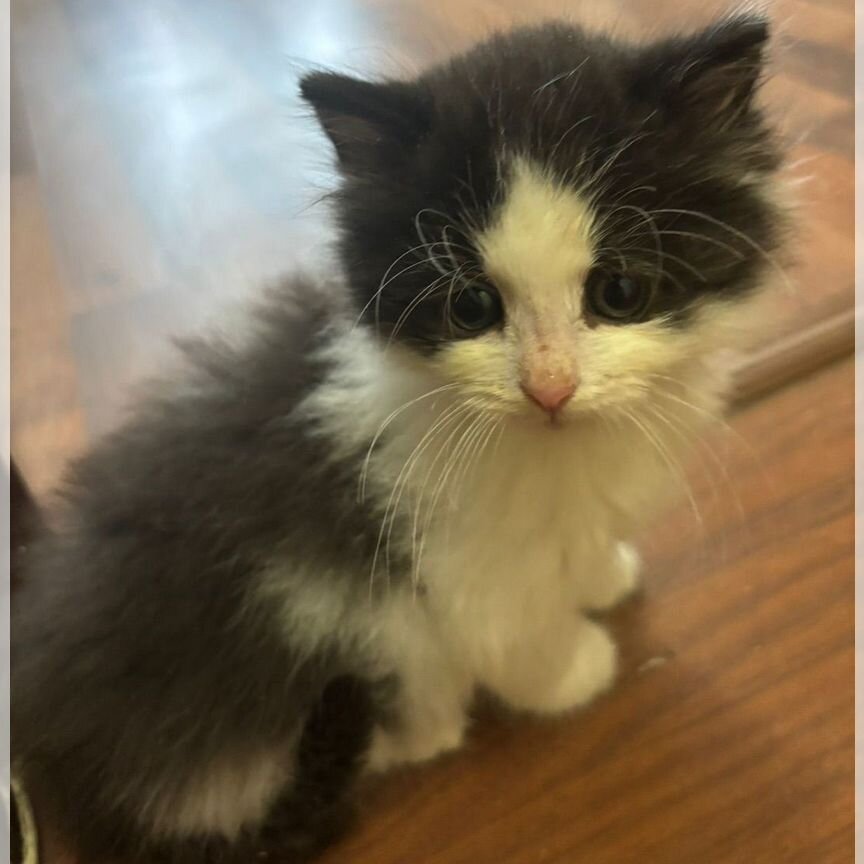 Котёнок в добрые руки