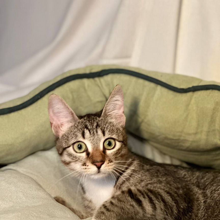 Добрый котёнок в бесплатные руки