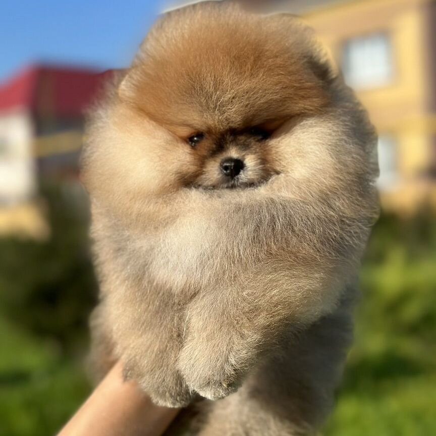 Померанский шпиц тип мишка мини