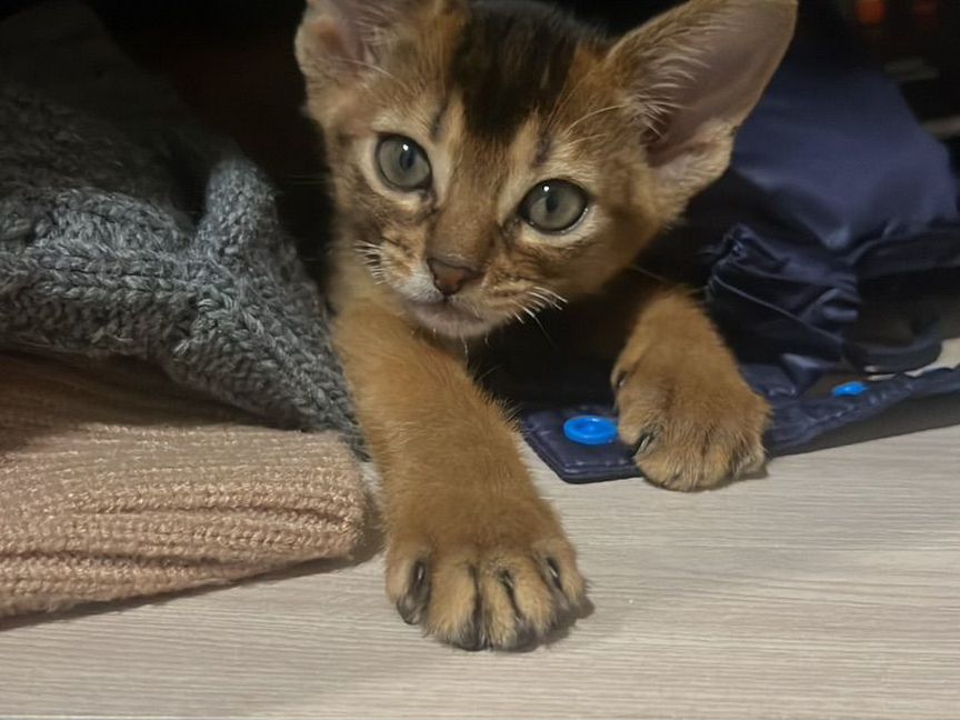 Абиссинские клубные котята с документами шоу класс