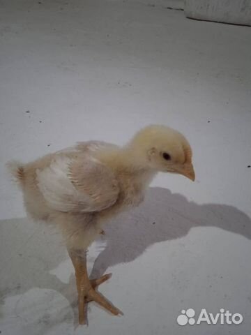 Цыплята бройлеры оптом