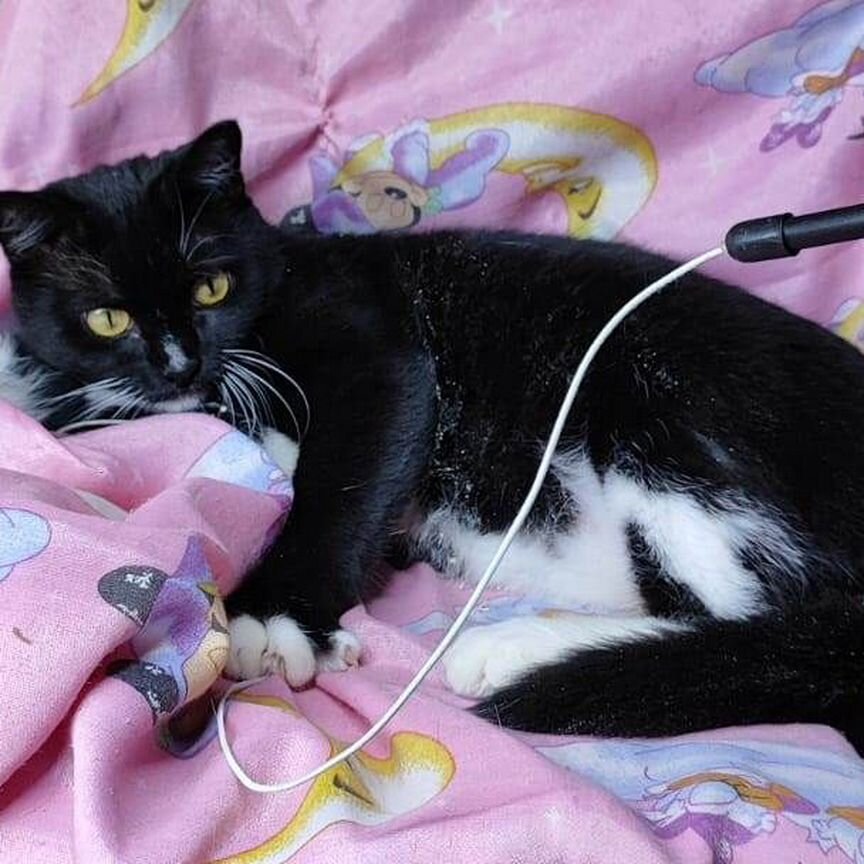 Ночка (кошечка)