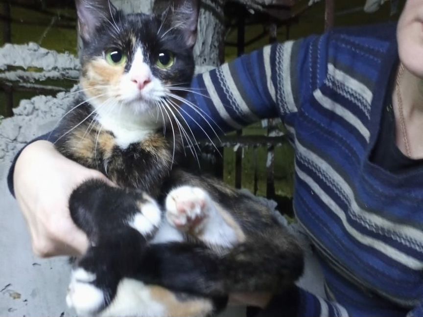Кошка
