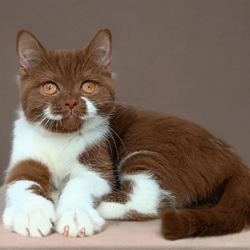 Британские котята