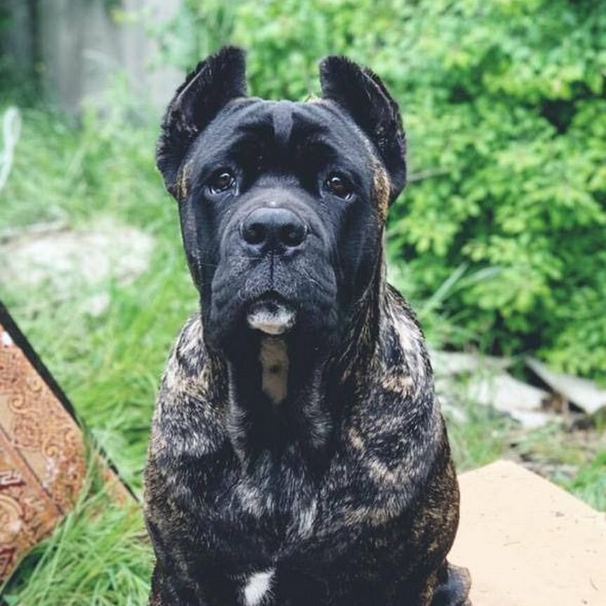 Собака для спаривания