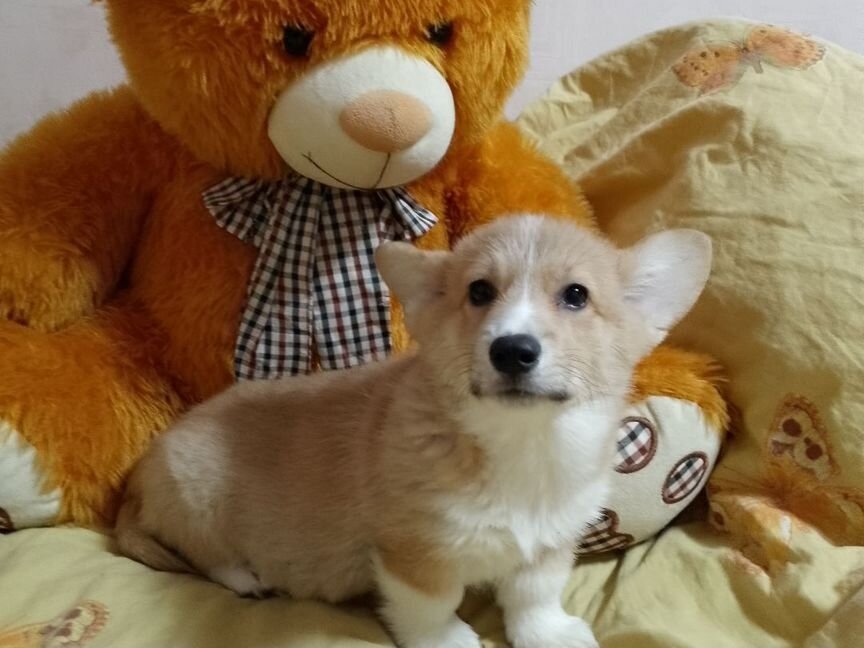 Сладкий коржик (корги)