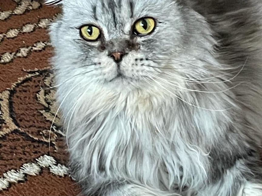 Длинношерстный британский кот