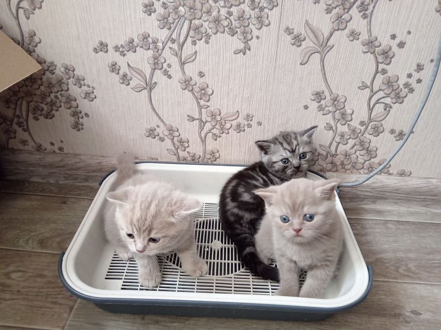 Шотландские котята