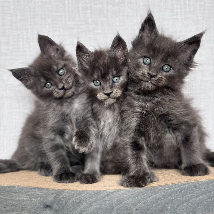 Котик мейн-кун
