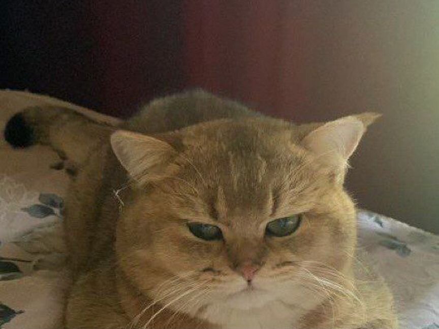 Шотландец, Золотая шиншилла, Кот-вязка