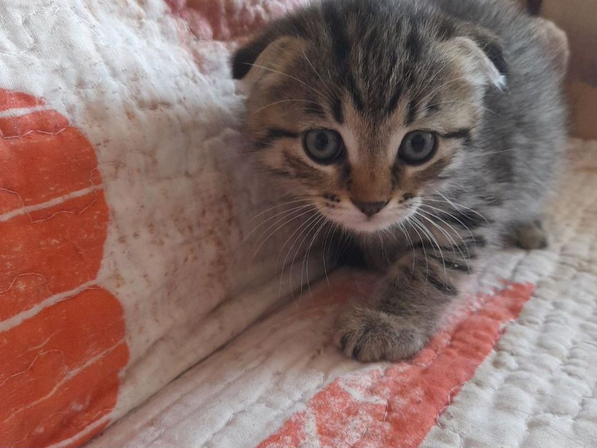 Котята вислоухие