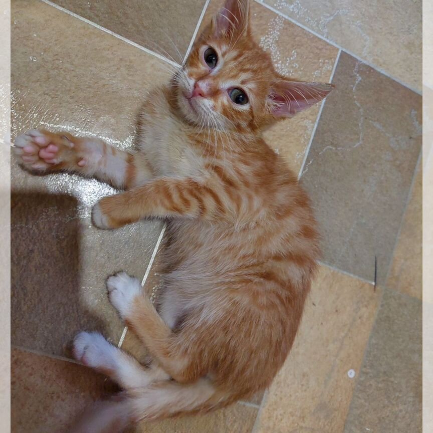 Котёнок в добрые руки