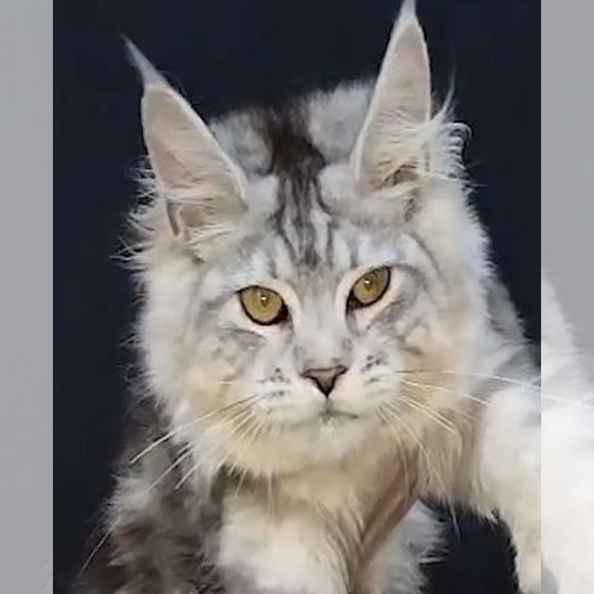 Мейн-кун котёнок