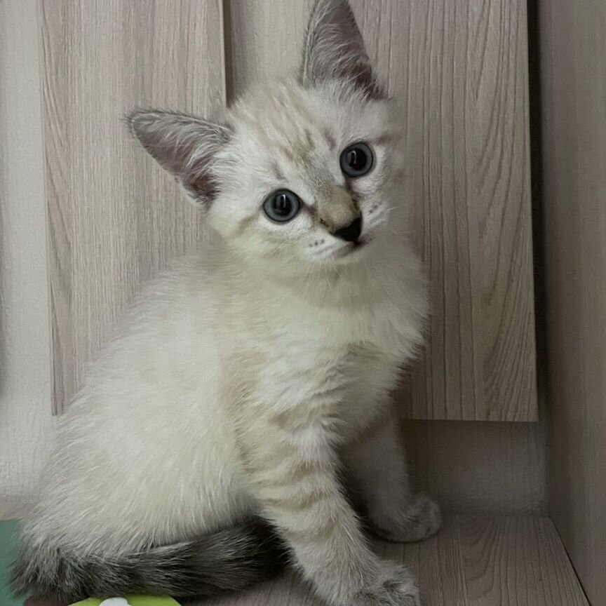 Тайская кошечка