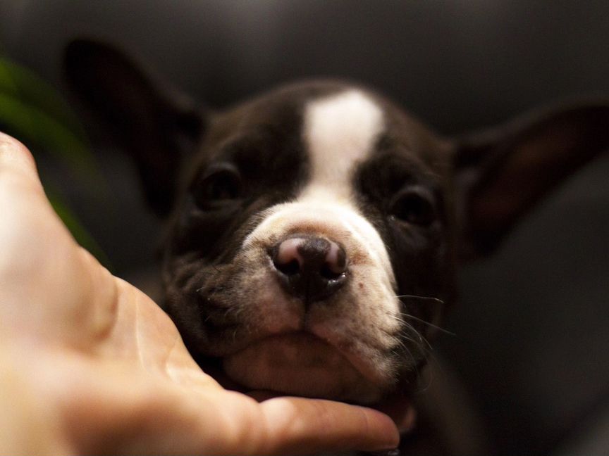 Американский булли мальчик