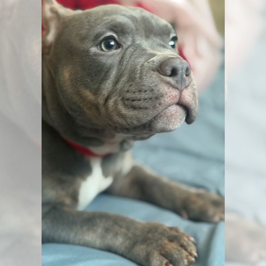 Американский булли, щенок