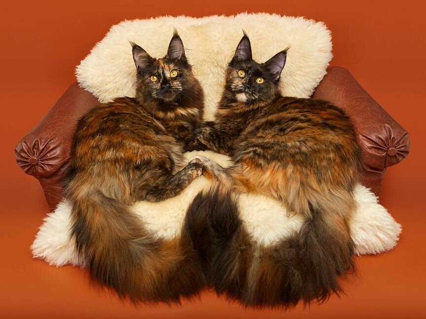 Шикарные девочки породы Мэйн Кун