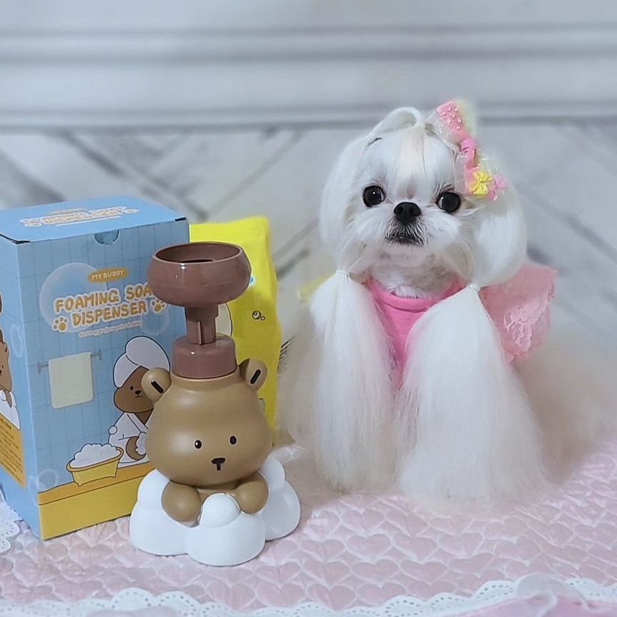 Мальтезе из Кореи