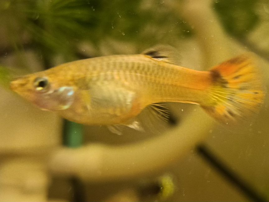 Самки гуппи