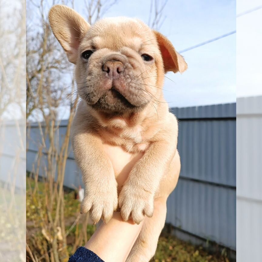 Французский бульдог, щенок