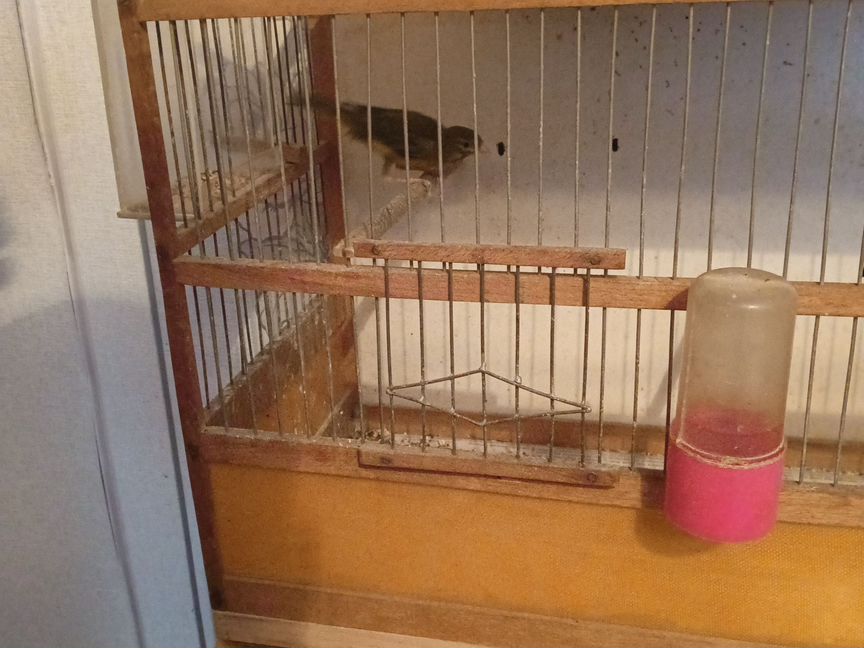 Канарейки зелёные