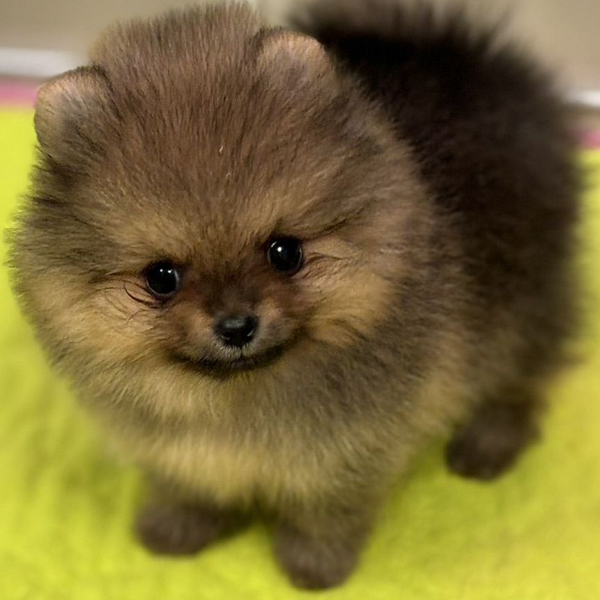 Померанский шпиц, щенок