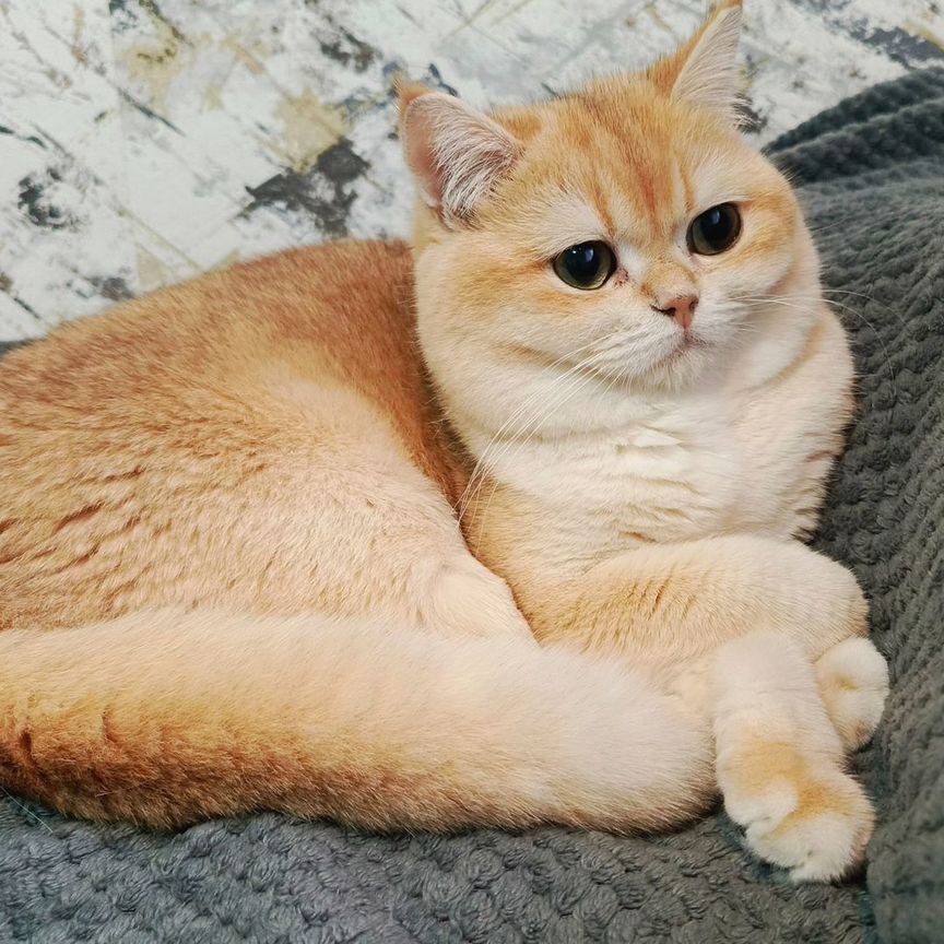 Британский короткошёрстный, взрослый кот