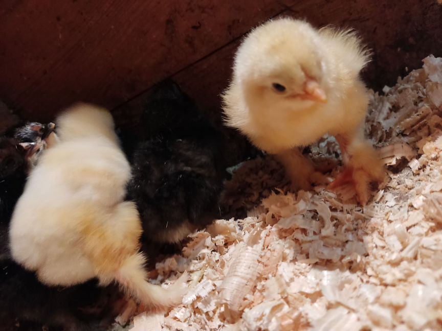 Суточные цыплята брама