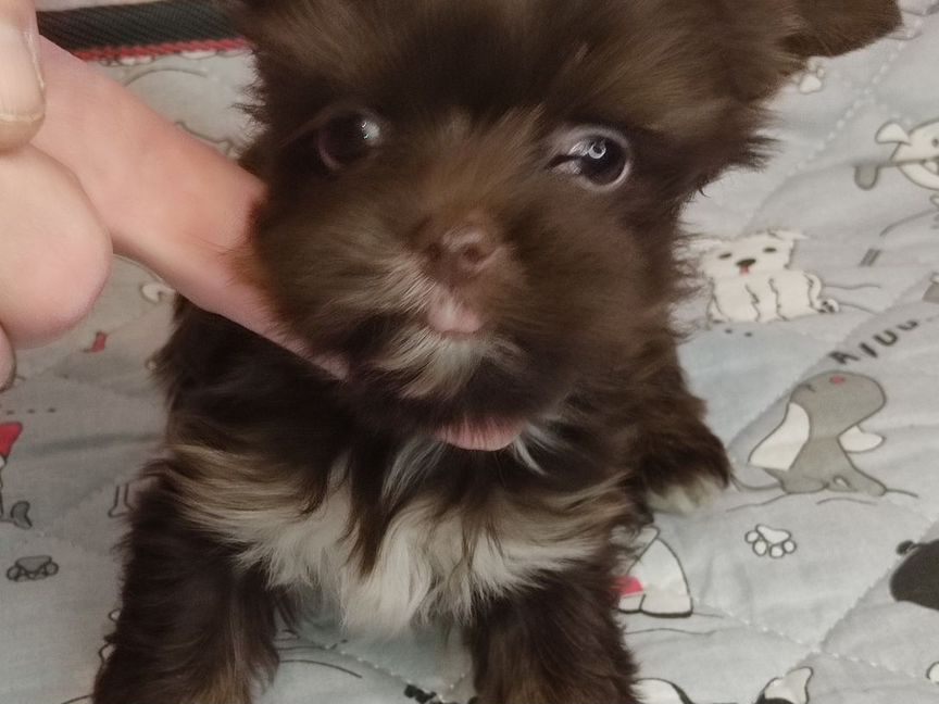 Йоркширский терьер, мальчик шоколадик