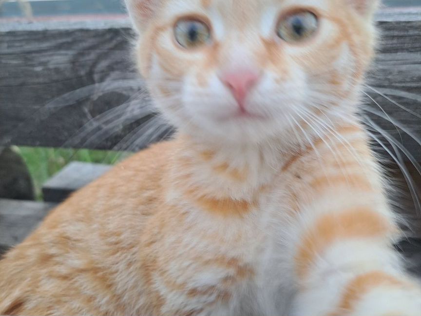 Рыжий котенок мальчик
