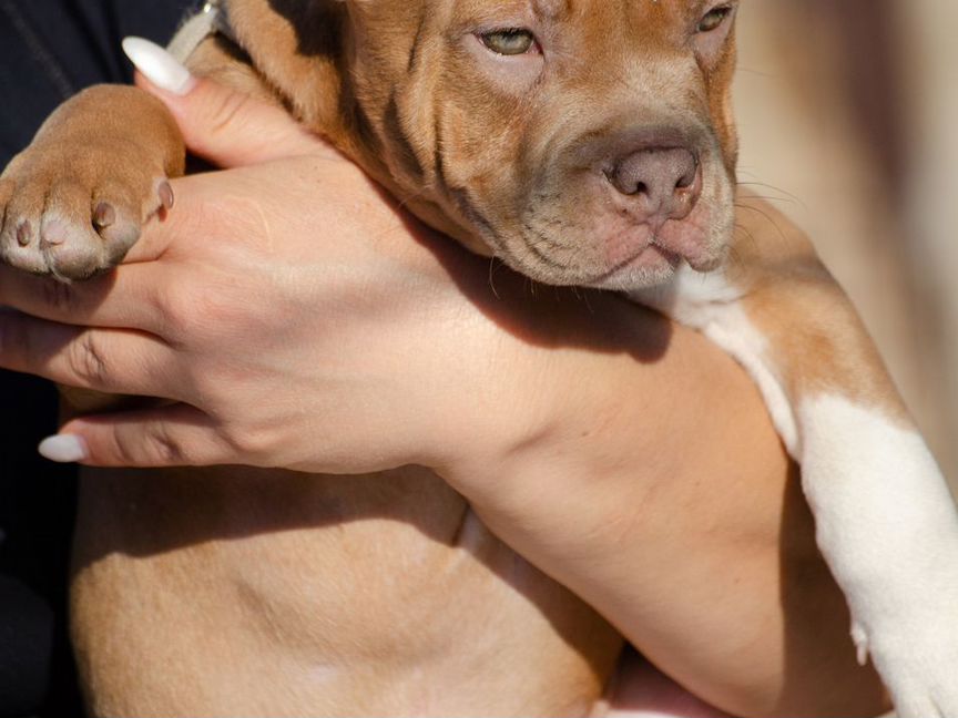 Шикарные Малыши Амбулли