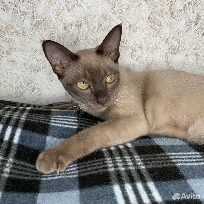 Бурманская кошка котенок