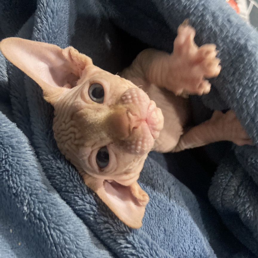 Канадский сфинкс котенок