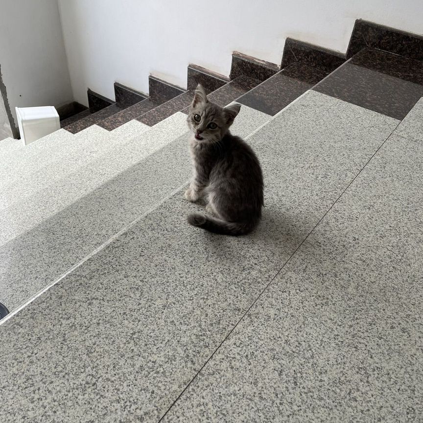 Котята в добрые руки бесплатно