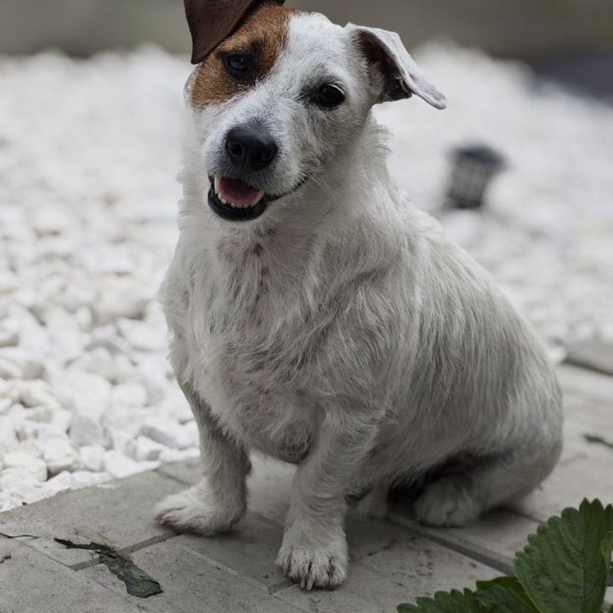 Джек-рассел-терьер, взрослый пёс