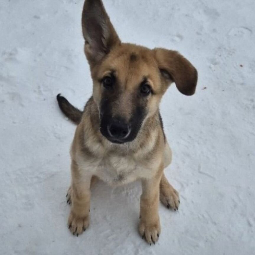 Щенок в добрые руки бесплатно