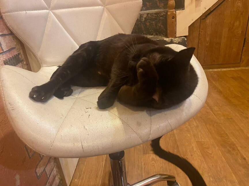 Отдам бесплатно кошку стерилизованную породы Бурма