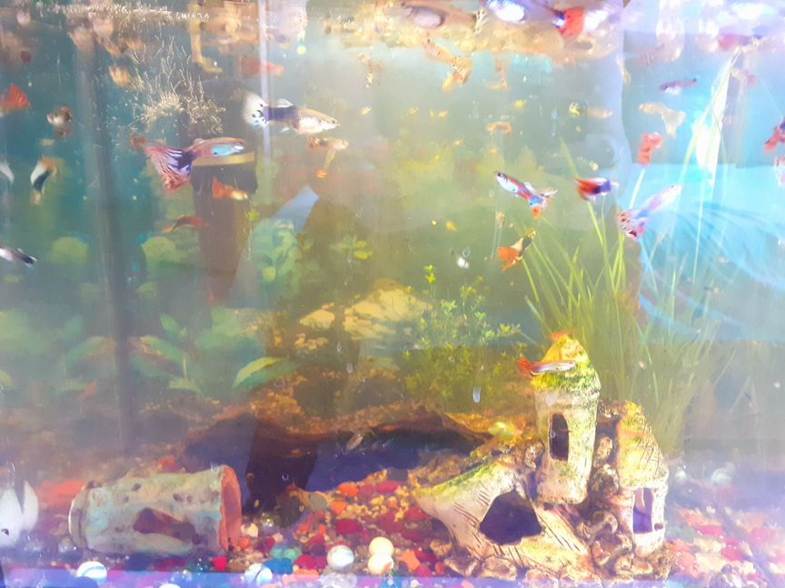 Аквариумные рыбки гуппи