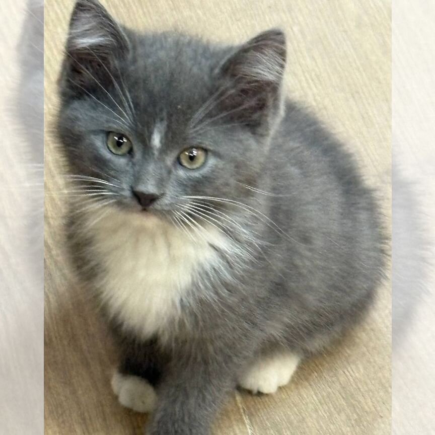 Котёнок в добрые руки