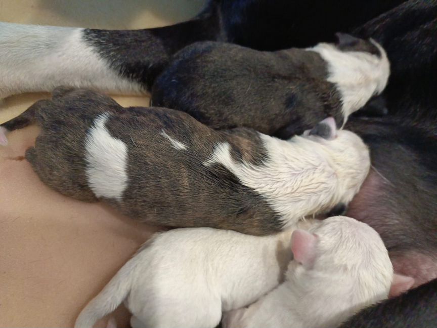 Продаю щенков Стаффорд. Все вопросы по телефону