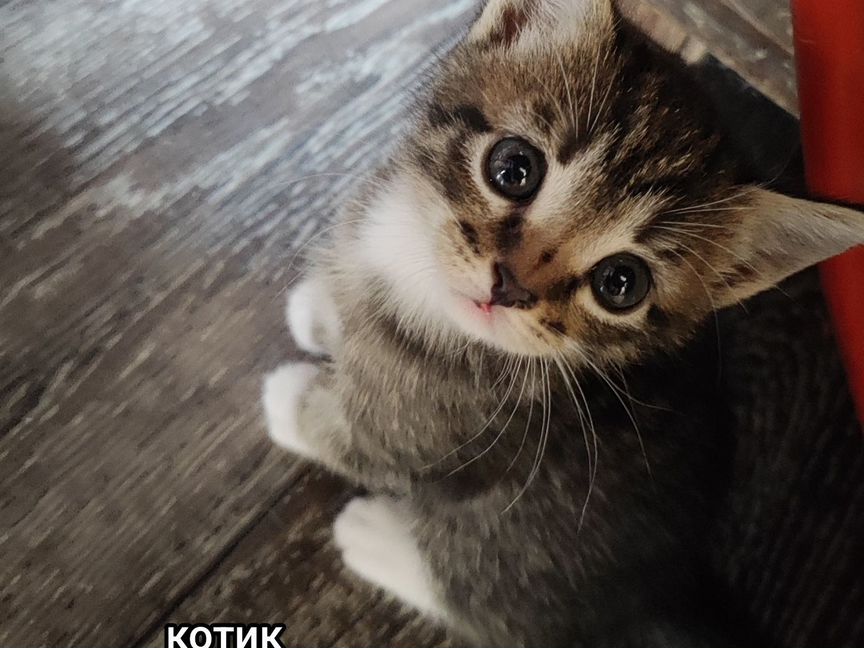 Каждому по котику