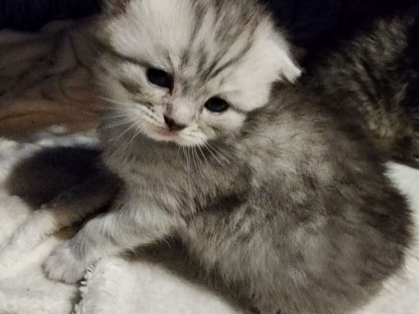 Шотландские вислоухие котятки