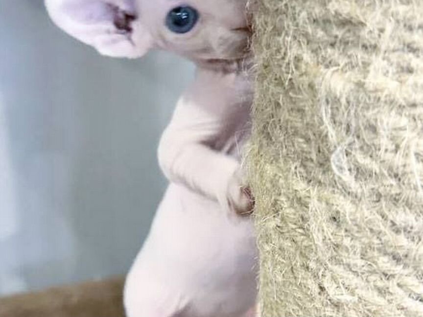 Канадский сфинкс эльф