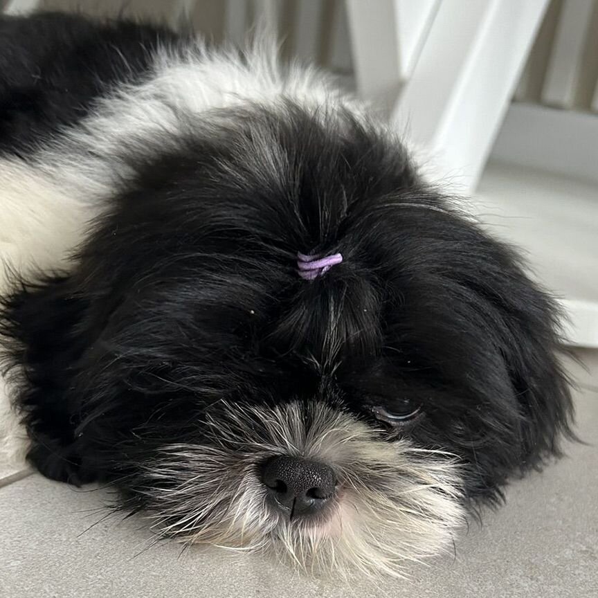 Ши-тцу, щенок