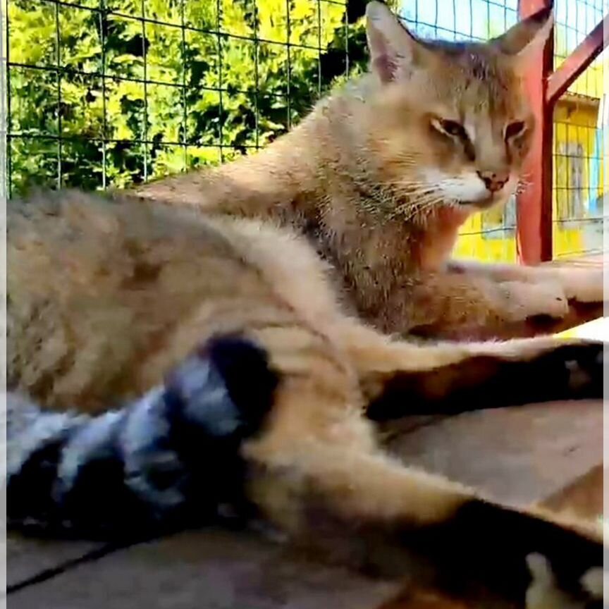Чаузи котёнок