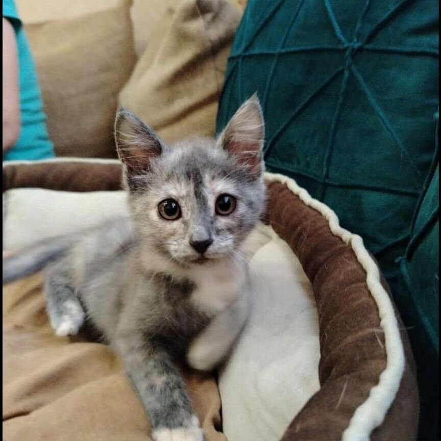 Василиса 3 месяца обработана от паразитов